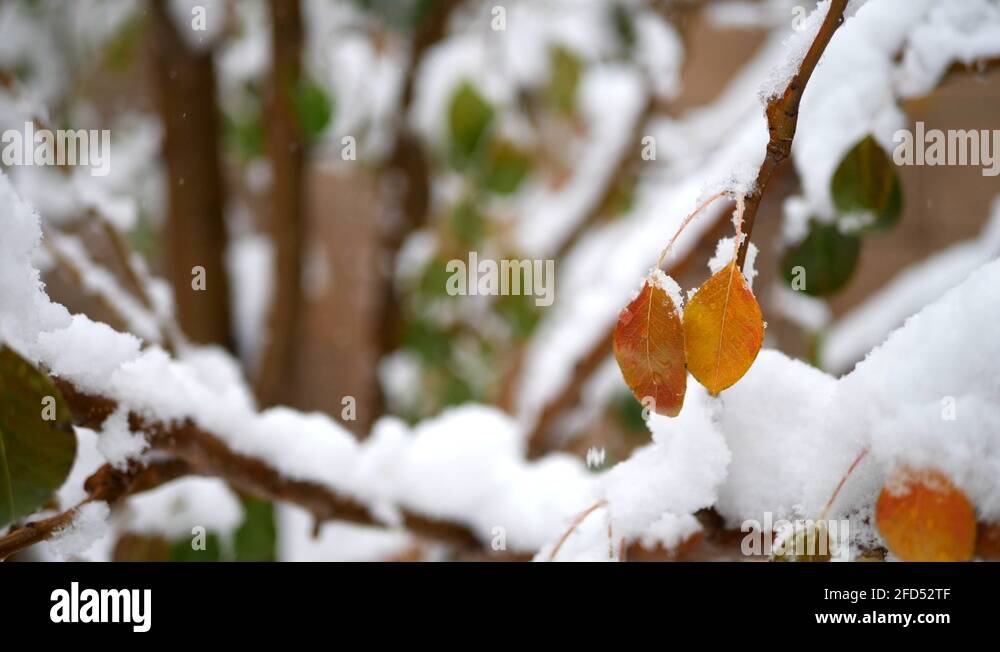 Ice flakes on the tree leaves Stock Videos & Footage - HD and 4K Video ...