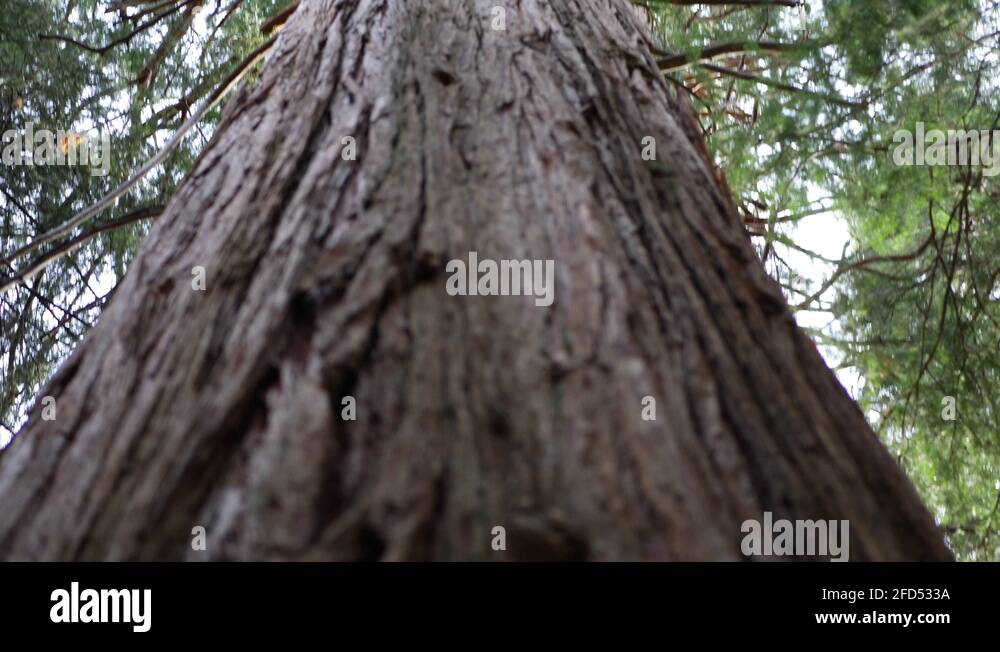 Looking up the trunk of a tall Incense Cedar tree creating oxygen in a ...