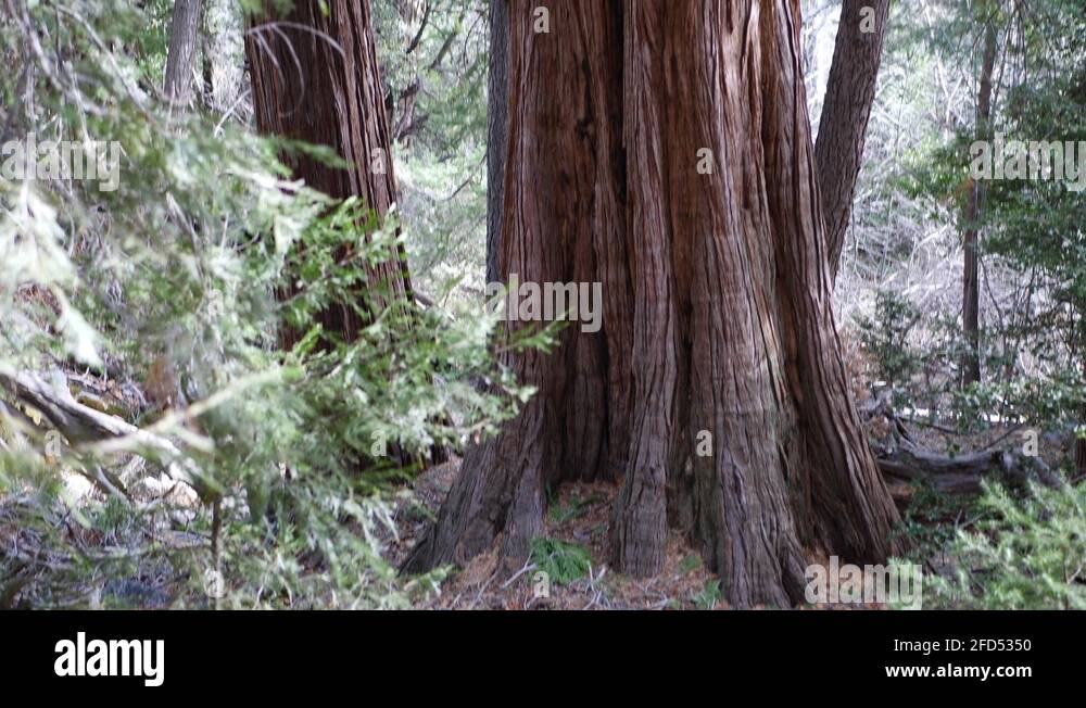 Incense cedar tree Stock Videos & Footage - HD and 4K Video Clips - Alamy