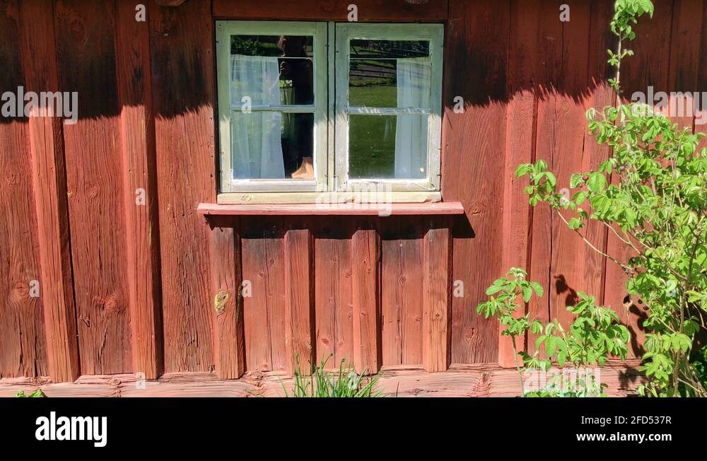 Scandinavian sedum Stock Videos & Footage - HD and 4K Video Clips - Alamy