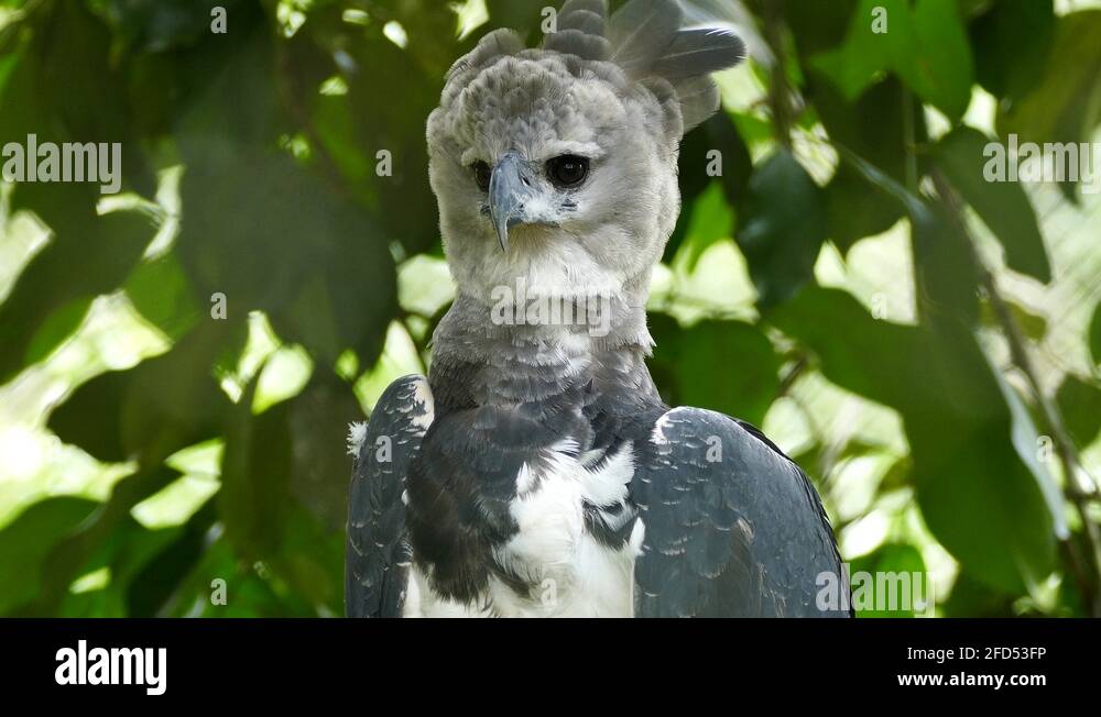 Sharp shot of Harpy Eagle making stunning front facing neck movie with ...