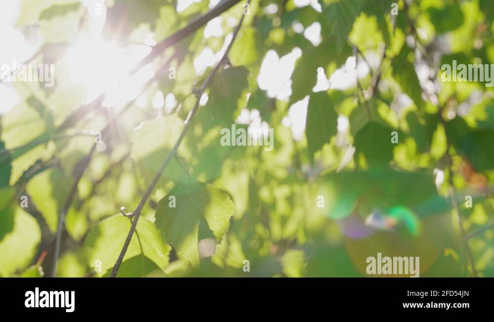 Daylight through the tree branches Stock Videos & Footage - HD and 4K ...