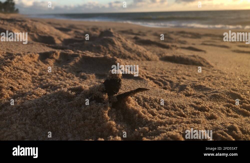 Burried in sand Stock Videos & Footage - HD and 4K Video Clips - Alamy