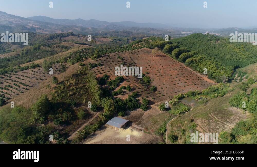 Plantation cultivation Stock Videos & Footage - HD and 4K Video Clips - Alamy