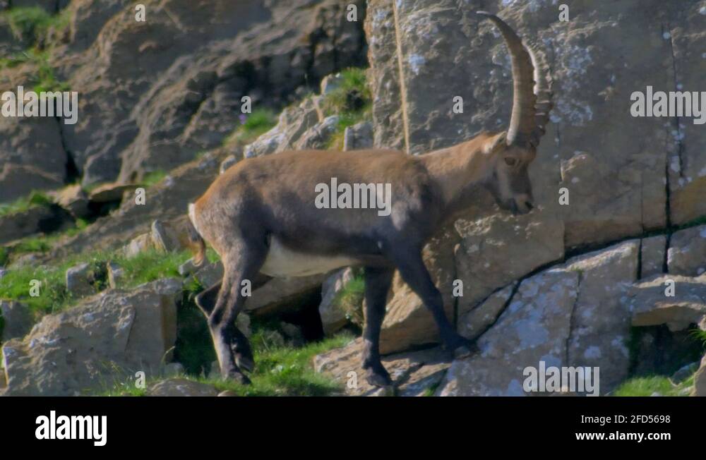 Alpine ibex goat climbing Stock Videos & Footage - HD and 4K Video ...