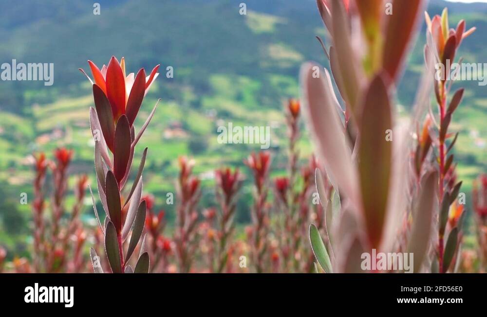 Safari red Stock Videos & Footage - HD and 4K Video Clips - Alamy