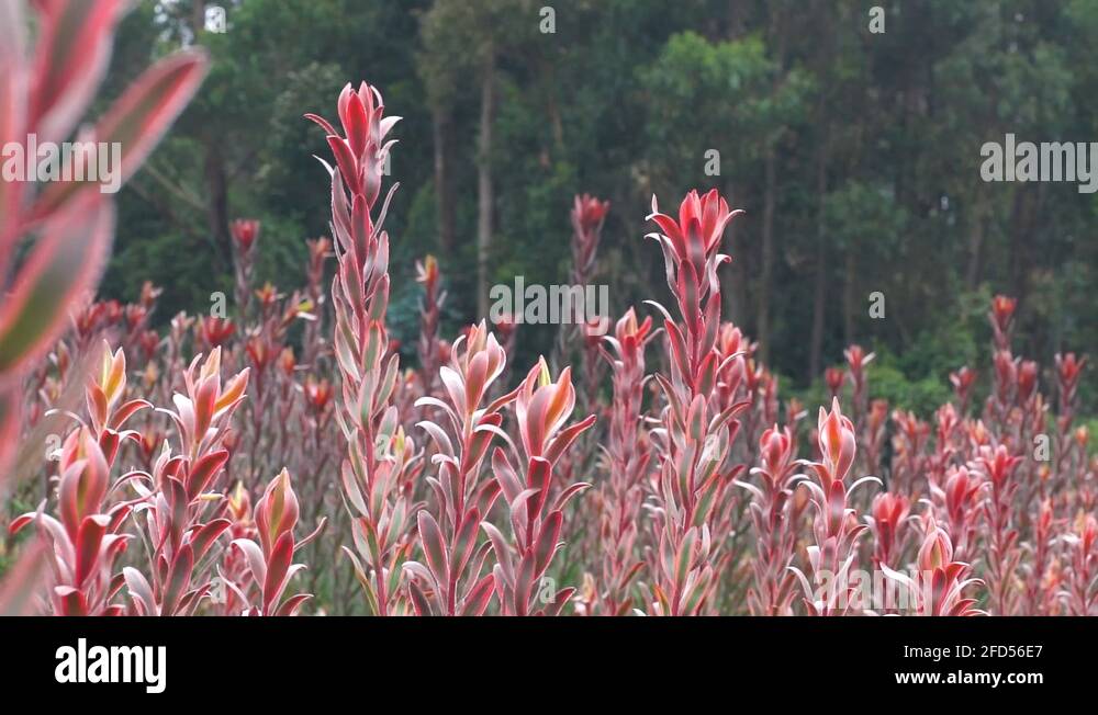 Safari sunset flower Stock Videos & Footage - HD and 4K Video Clips - Alamy