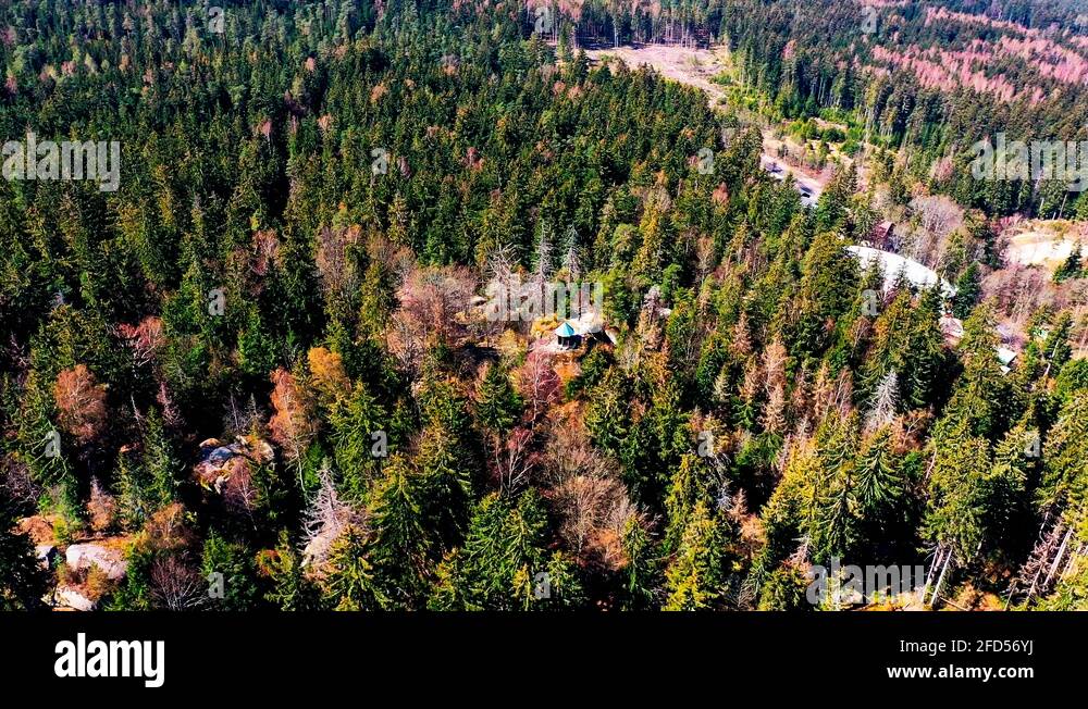 Needle forest Stock Videos & Footage - HD and 4K Video Clips - Alamy