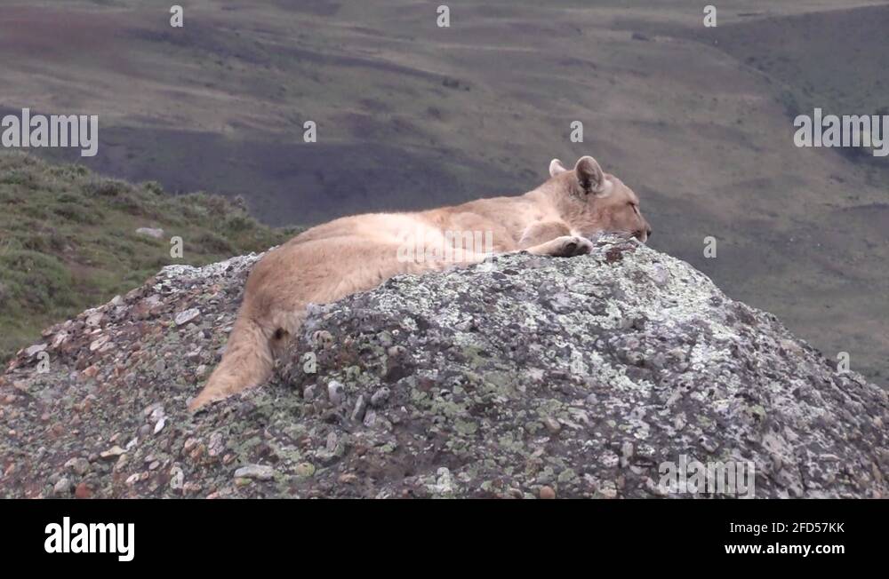 Puma resting Stock Videos & Footage - HD and 4K Video Clips - Alamy