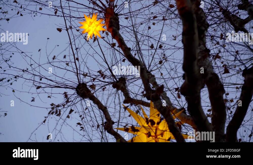 Knotty branches Stock Videos & Footage - HD and 4K Video Clips - Alamy