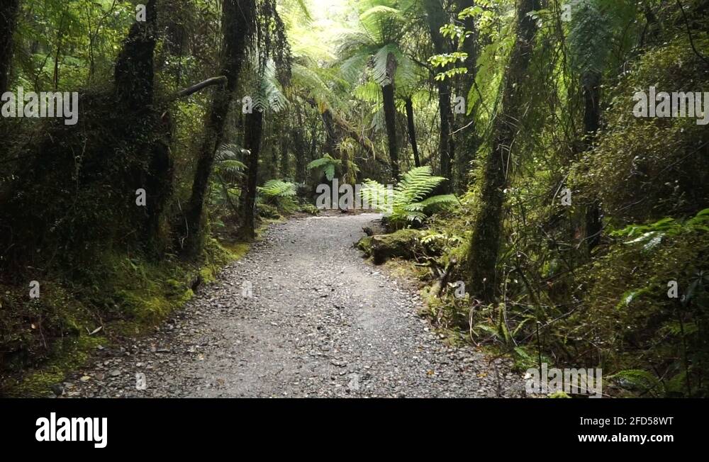 Track through the rain forest Stock Videos & Footage - HD and 4K Video ...