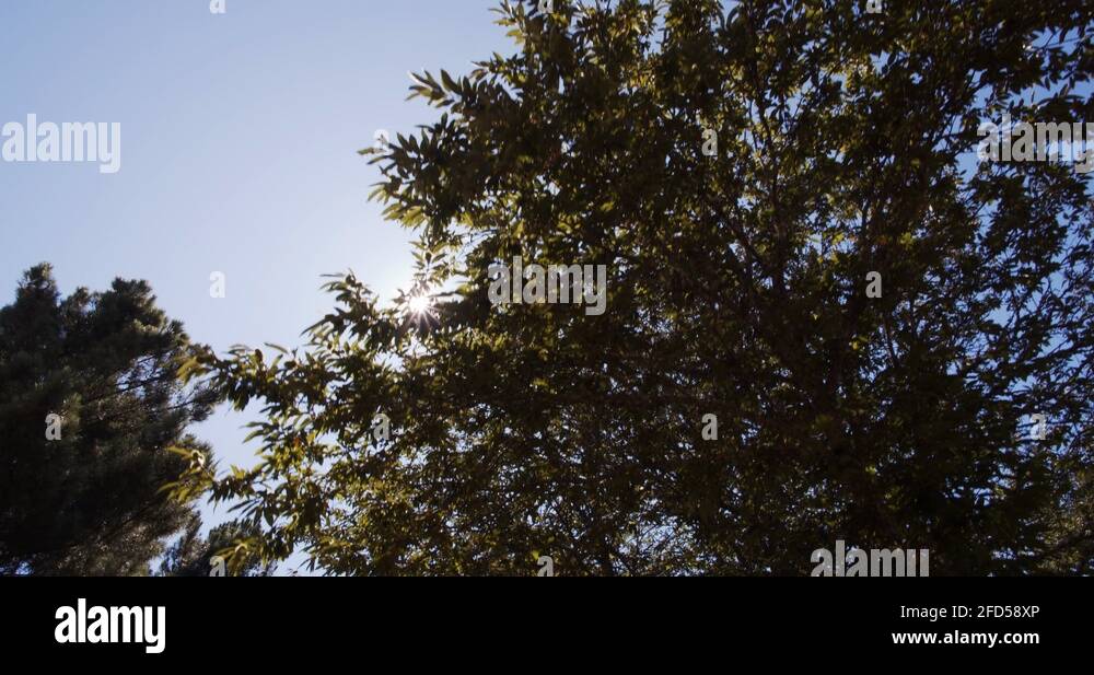 Tall tree branches Stock Videos & Footage - HD and 4K Video Clips - Alamy