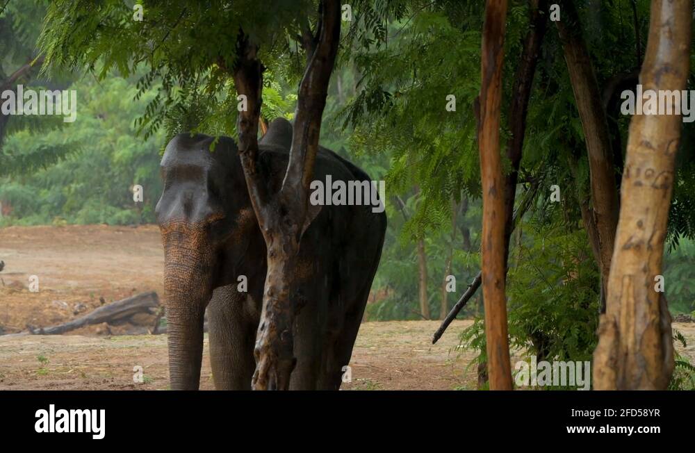 elephant in rain wet in forest rainy day animal wildlife Stock Video ...