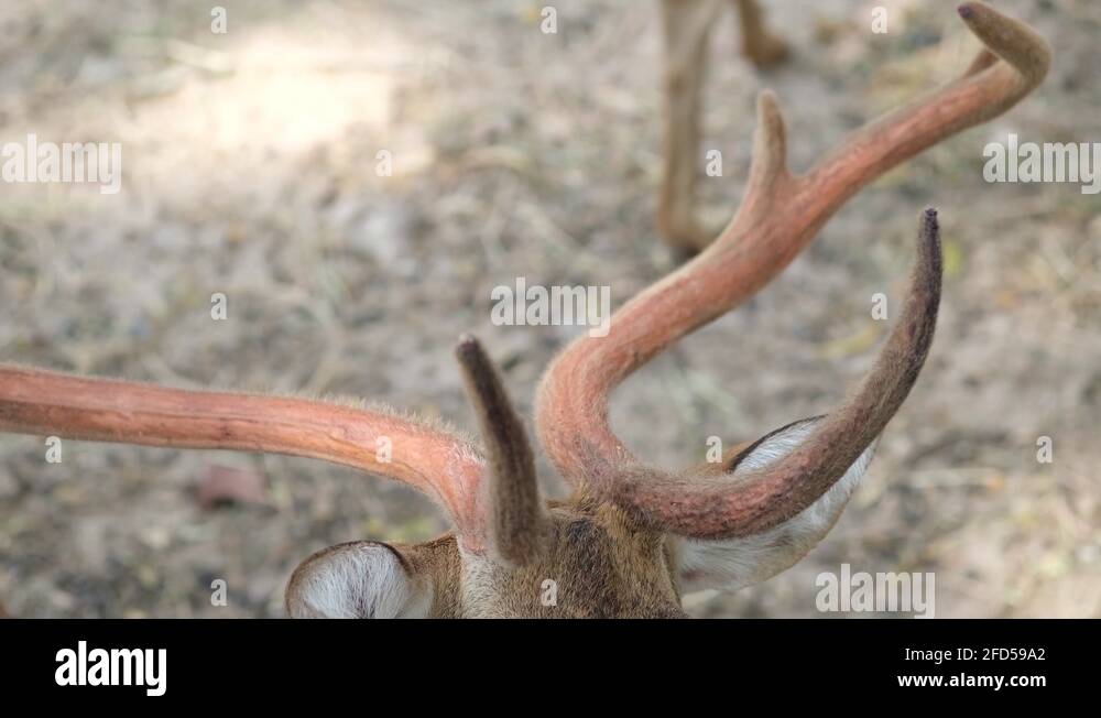Chital deer face Stock Videos & Footage - HD and 4K Video Clips - Alamy
