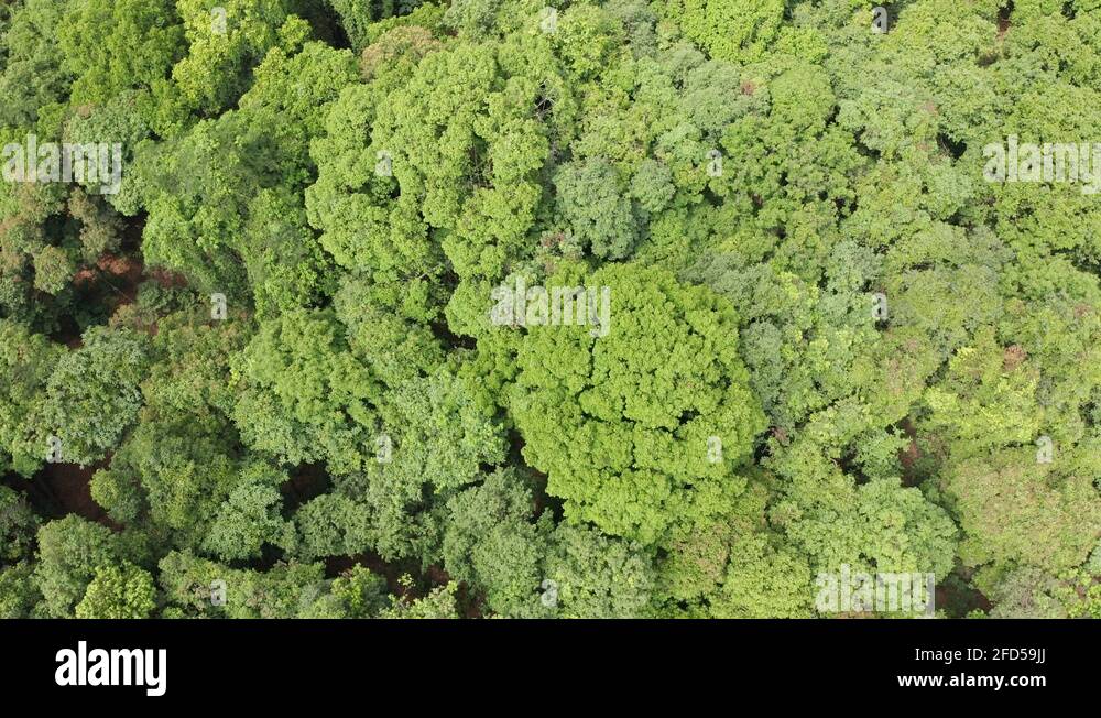 Indian jungle canopy Stock Videos & Footage - HD and 4K Video Clips - Alamy