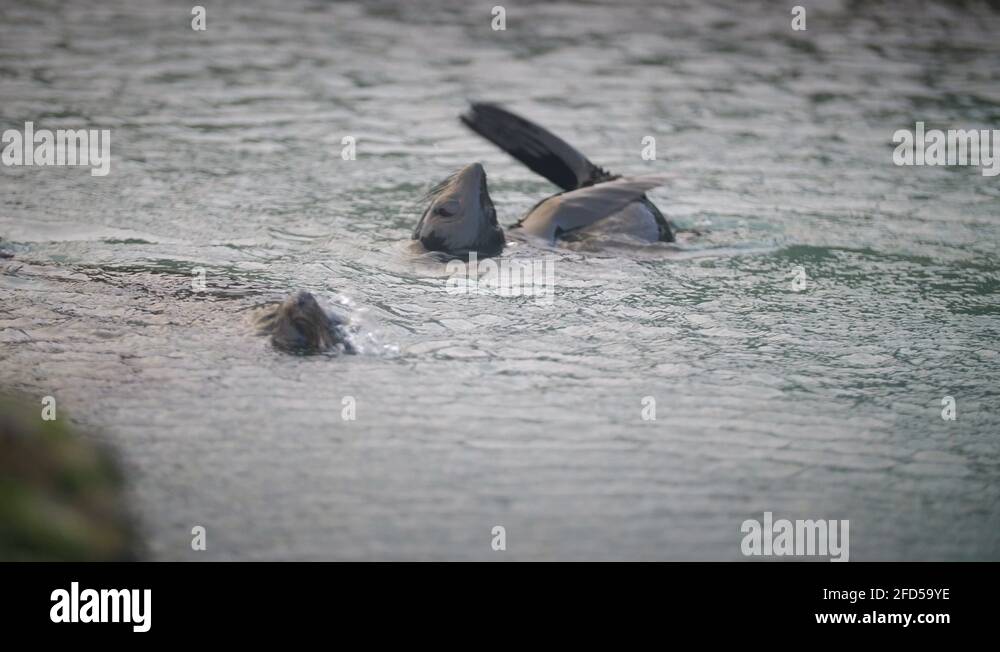 Two baby seals Stock Videos & Footage - HD and 4K Video Clips - Alamy
