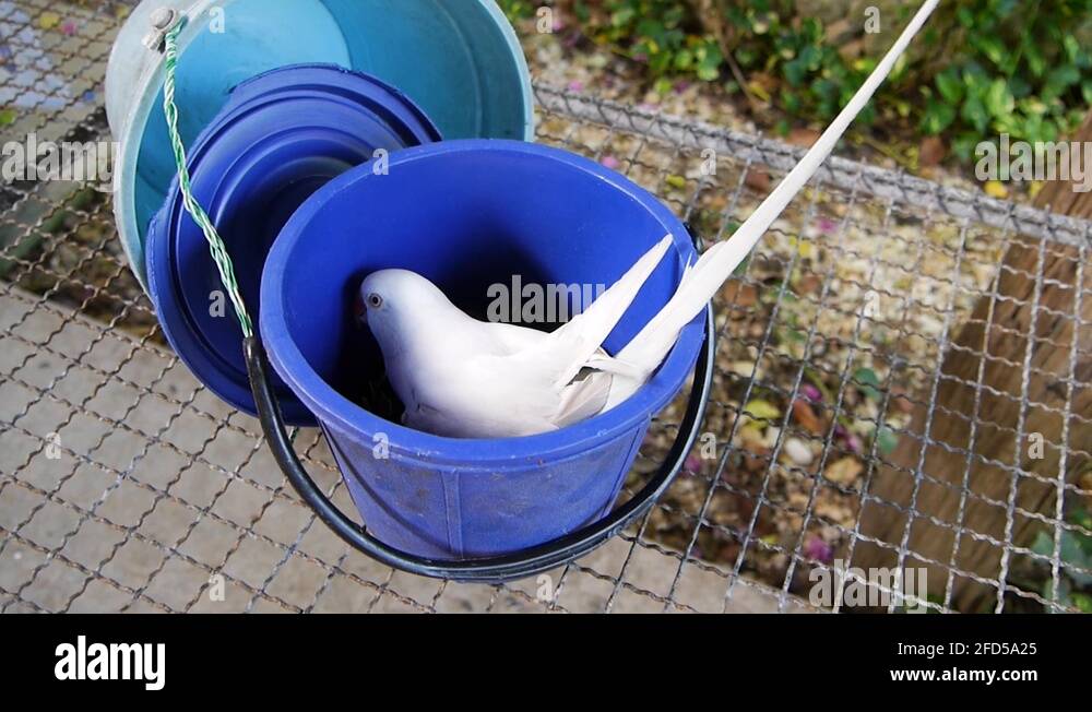 Cartoon bucket and spade Stock Videos & Footage - HD and 4K Video Clips ...