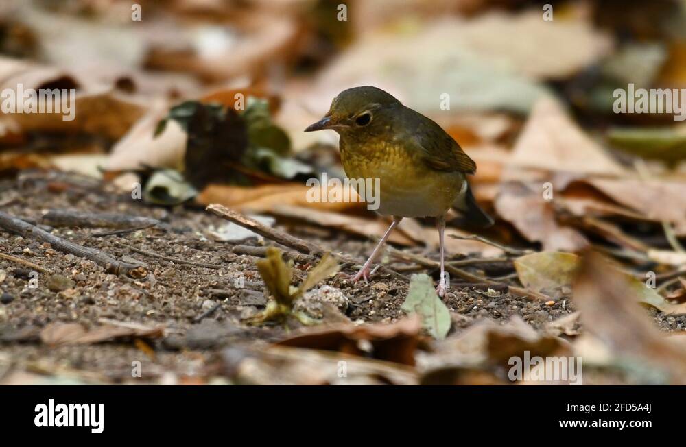 Siberian Blue Robin, female, Larvivora cyane, foraging for food on the ...
