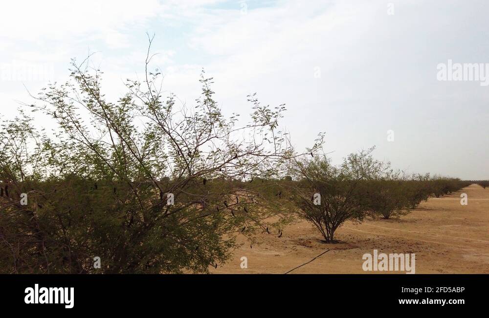 Beautiful small symmetrical trees in Dubai, Birds breeding grounds ...