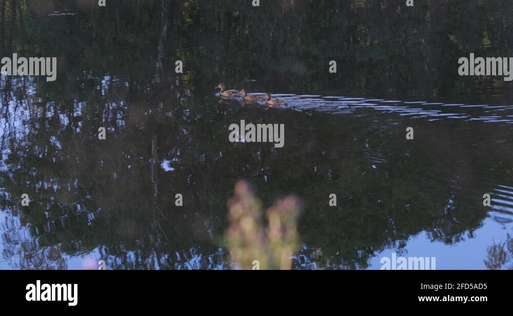 Ecosystem float Stock Videos & Footage - HD and 4K Video Clips - Alamy