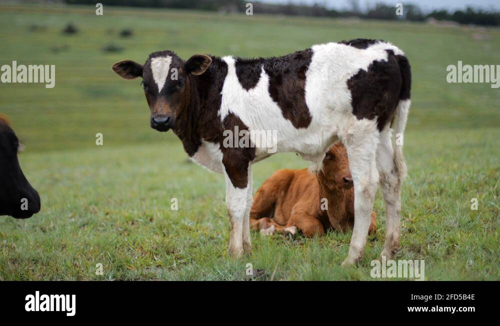 Holstein friesian cattle bos Stock Videos & Footage - HD and 4K Video ...