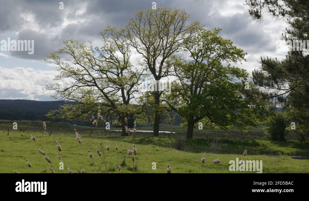 Magnificent trees Stock Videos & Footage - HD and 4K Video Clips - Alamy
