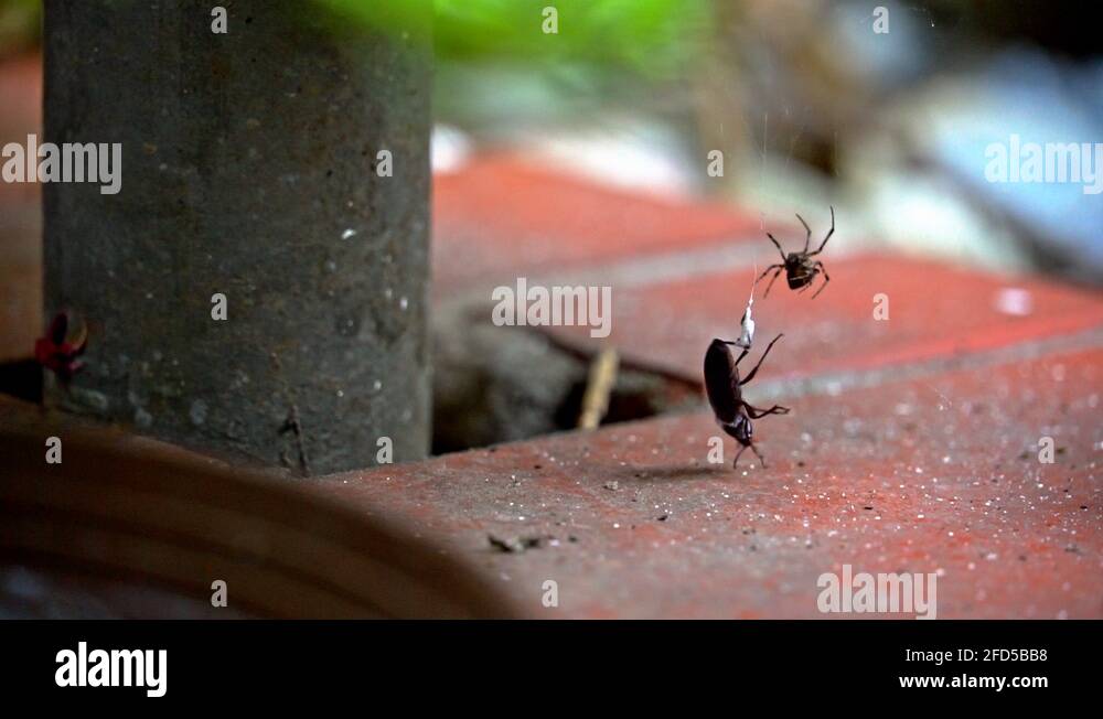 Spider fighting Stock Videos & Footage - HD and 4K Video Clips - Alamy