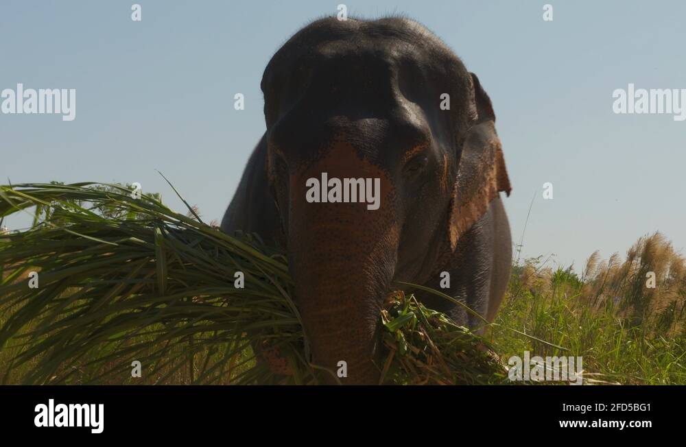 Elephant trunk carrying elephant Stock Videos & Footage - HD and 4K ...
