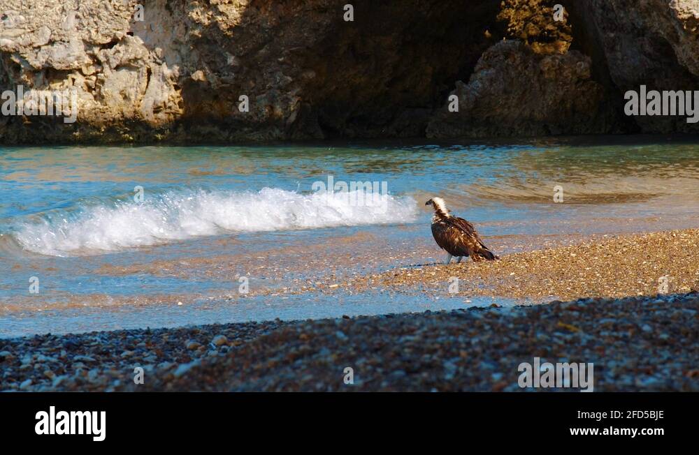 Salt water bird Stock Videos & Footage - HD and 4K Video Clips - Alamy
