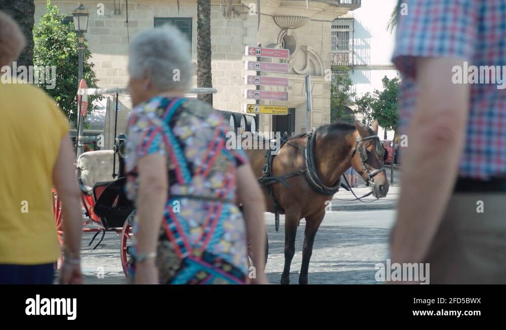 Female horse carriage driver Stock Videos & Footage - HD and 4K Video ...
