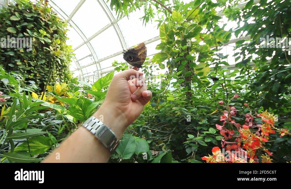 Human butterfly Stock Videos & Footage - HD and 4K Video Clips - Alamy