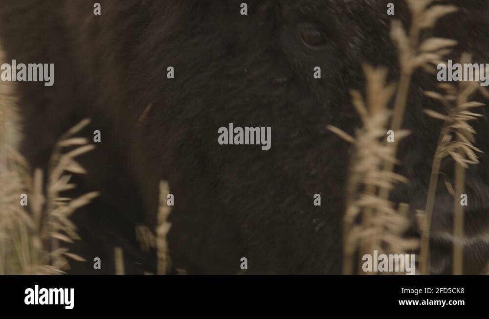 American bison bison bison face Stock Videos & Footage - HD and 4K ...