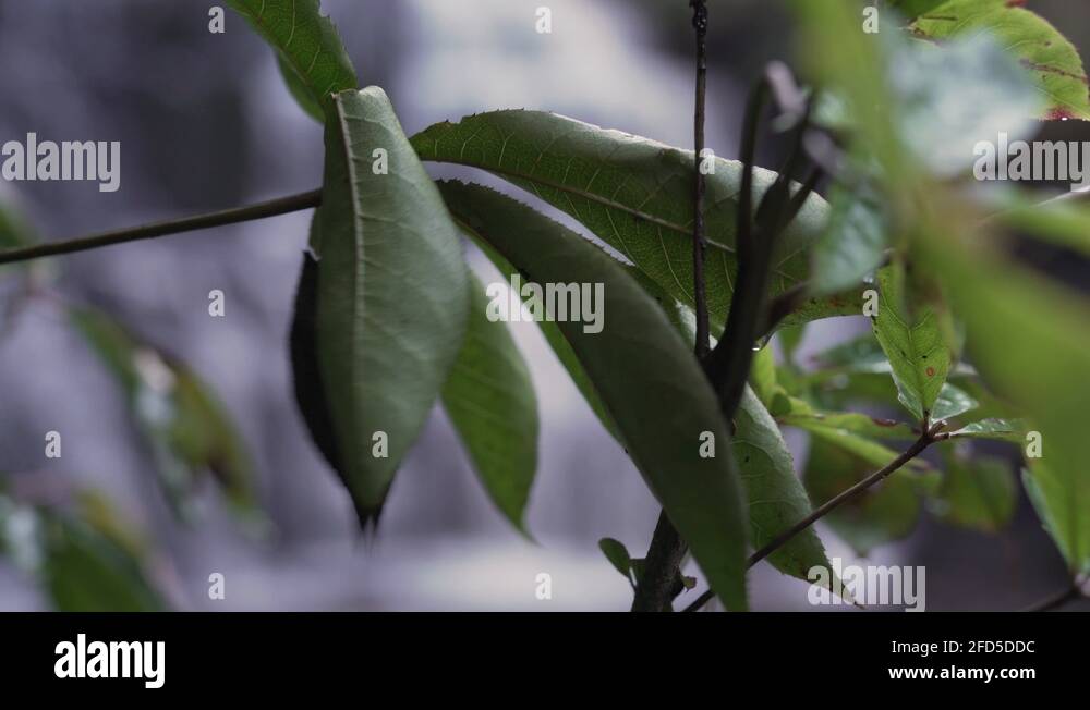 Plant in focus pull Stock Videos & Footage - HD and 4K Video Clips - Alamy
