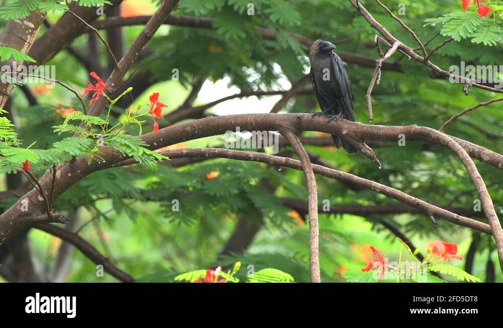 Wildlife in the rain Stock Videos & Footage - HD and 4K Video Clips - Alamy