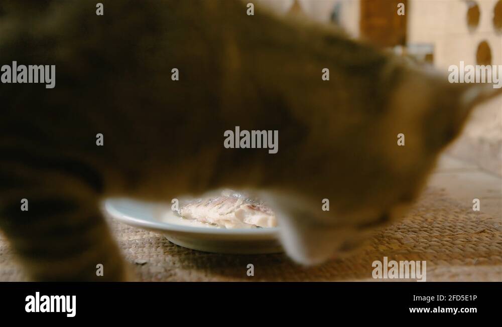 Two adorable kittens eat fish from plate on floor,close-up Stock Video ...