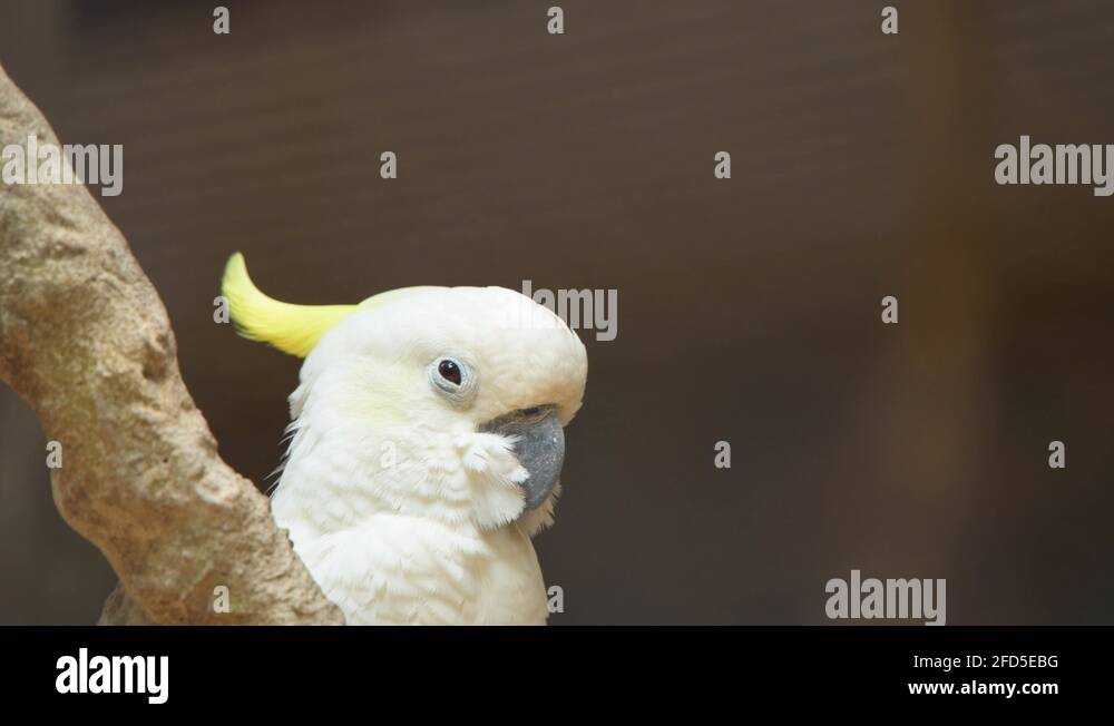 Cockatoo national park Stock Videos & Footage - HD and 4K Video Clips ...