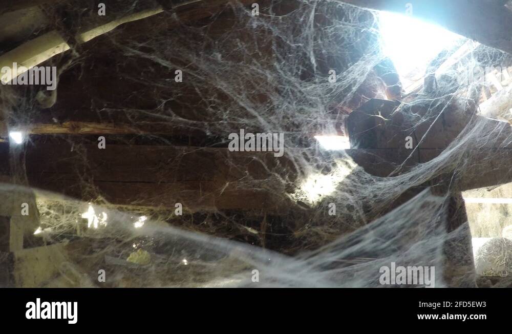 Barn spider Stock Videos & Footage - HD and 4K Video Clips - Alamy