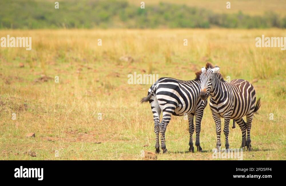 Zebra and tiger Stock Videos & Footage - HD and 4K Video Clips - Alamy
