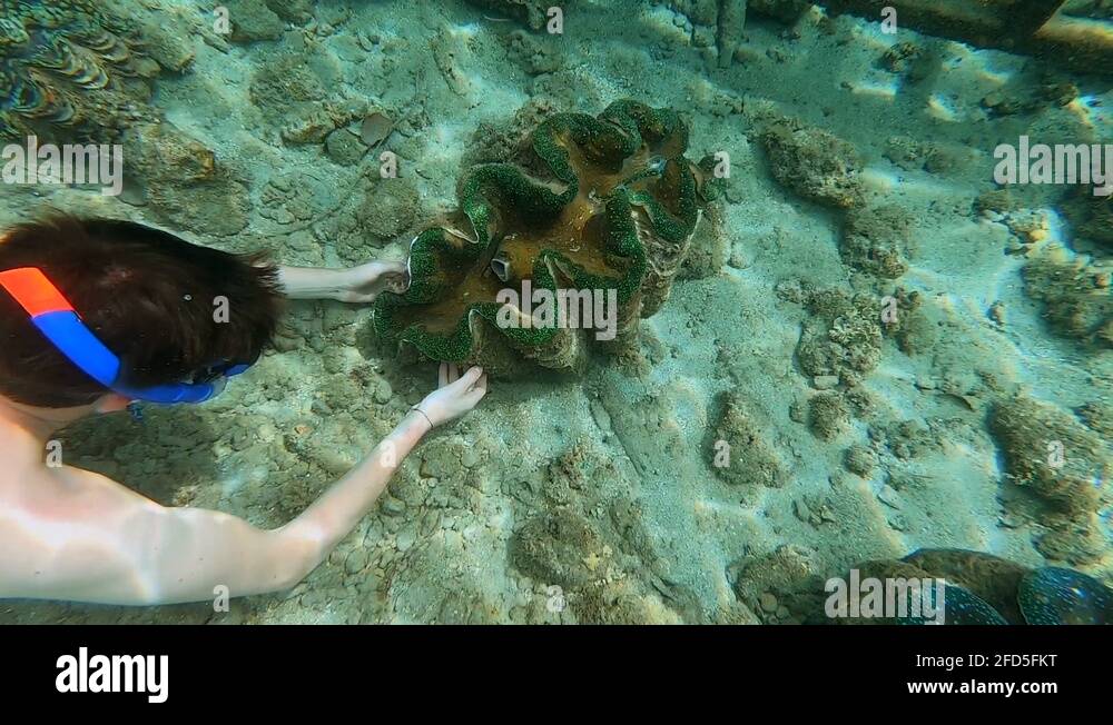 Diving touching coral Stock Videos & Footage - HD and 4K Video Clips ...