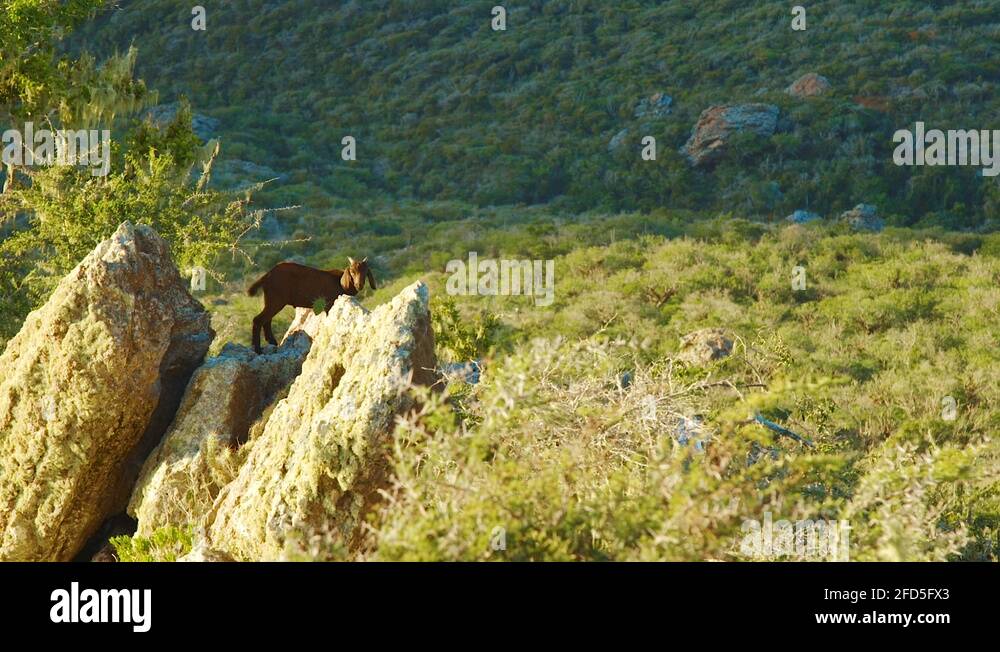 How to skin a goat Stock Videos & Footage - HD and 4K Video Clips - Alamy