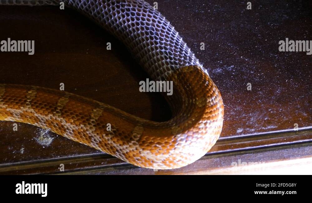 Shedding snake Stock Videos & Footage - HD and 4K Video Clips - Alamy