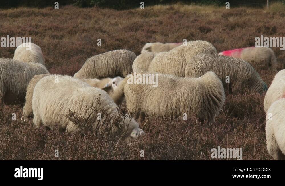 Sheep mating not insect Stock Videos & Footage - HD and 4K Video Clips ...