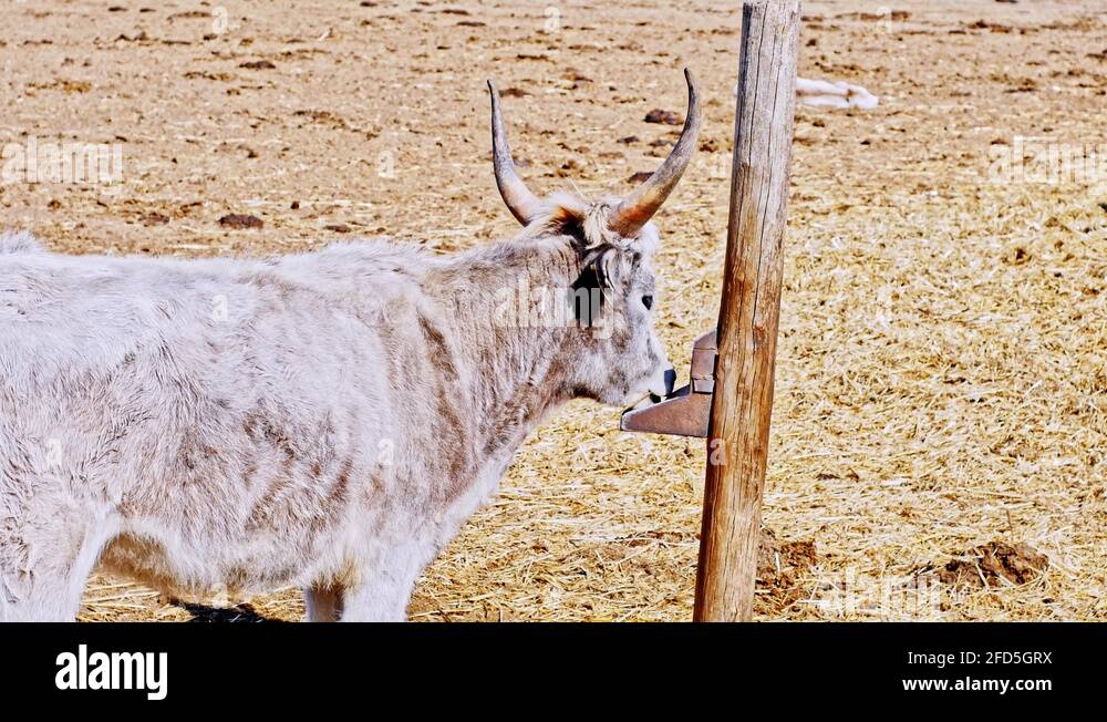 Cow licking salt Stock Videos & Footage - HD and 4K Video Clips - Alamy
