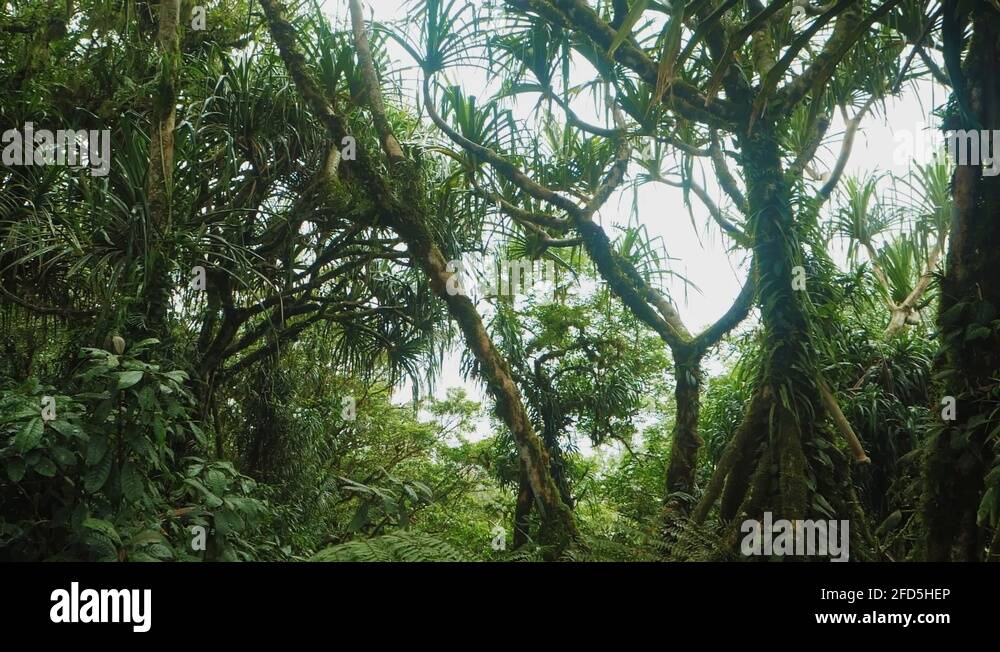 Rich flora Stock Videos & Footage - HD and 4K Video Clips - Alamy