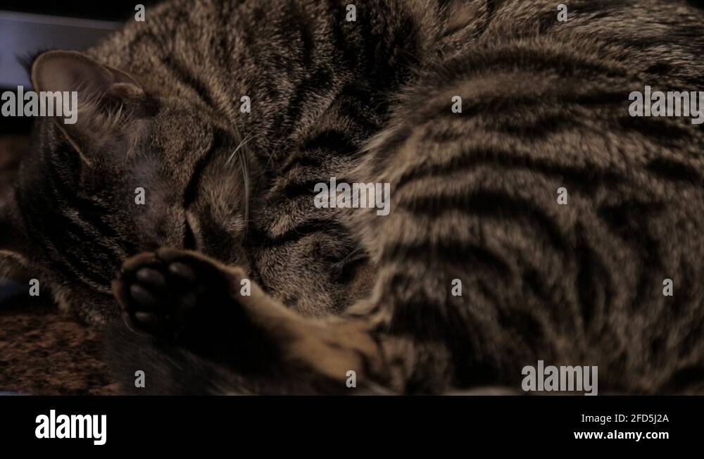 Nap soft Stock Videos & Footage - HD and 4K Video Clips - Alamy
