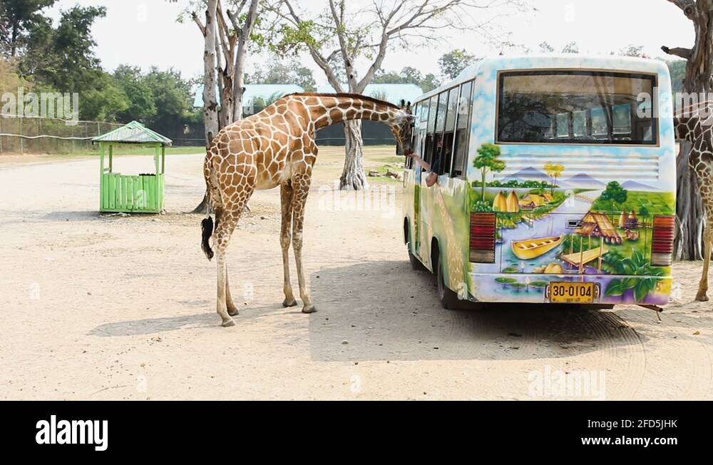 Safari bus zoo Stock Videos & Footage - HD and 4K Video Clips - Alamy
