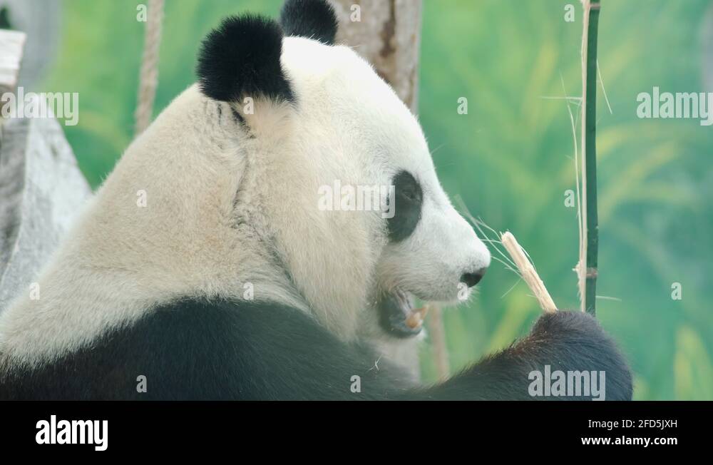 Close up of Hu Chun or Cai Tao Panda eating bamboo in a zoo. Static ...