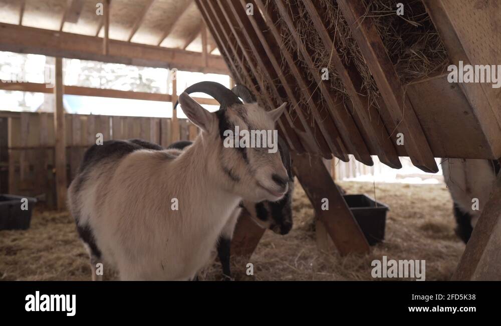 Free range goat Stock Videos & Footage - HD and 4K Video Clips - Alamy