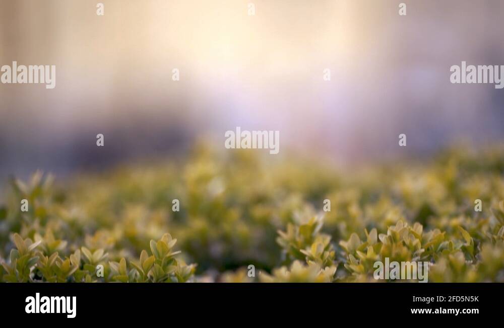 Famous german lion Stock Videos & Footage - HD and 4K Video Clips - Alamy