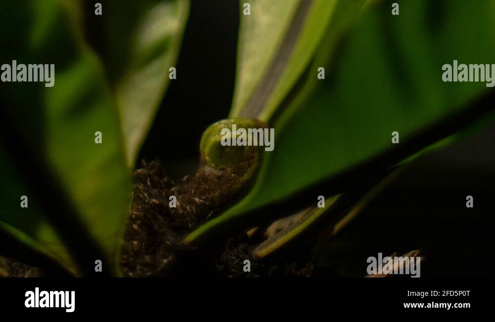 Asplenium nidus - Cobra birds nest Fern Fronds Are Unfurling start of ...
